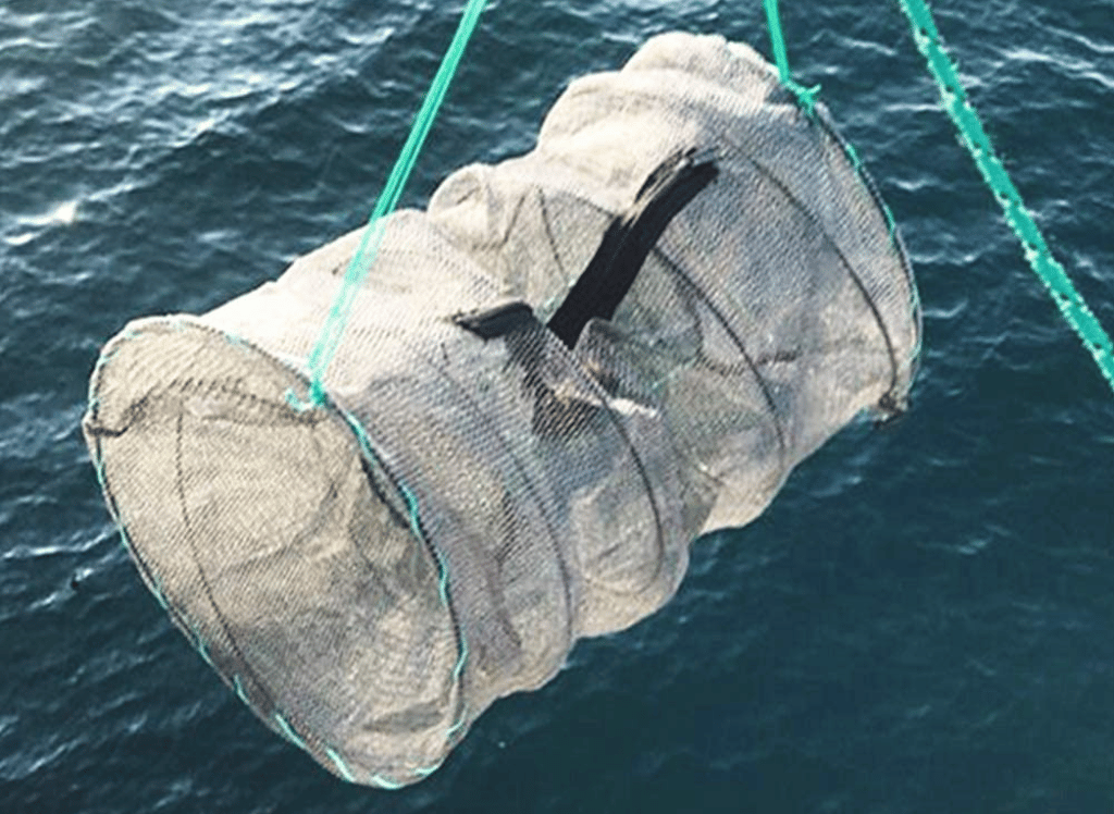 Cast a Fish Trap and Reap the Rewards