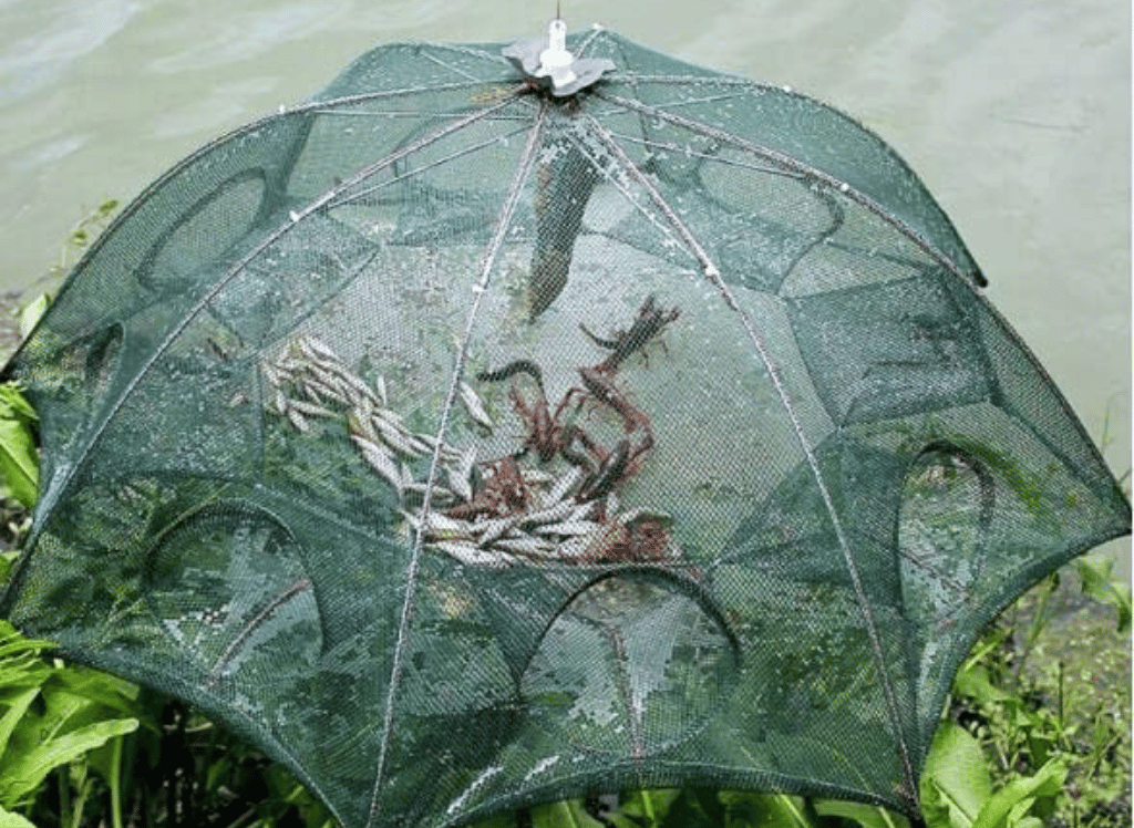 Cast a Fish Trap and Reap the Rewards