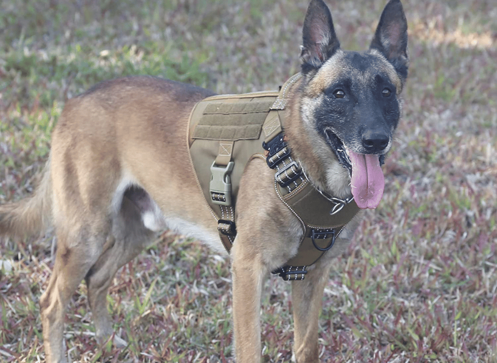 Tactical Dog Harness: Get Ready for the Adventure with Your Pup
