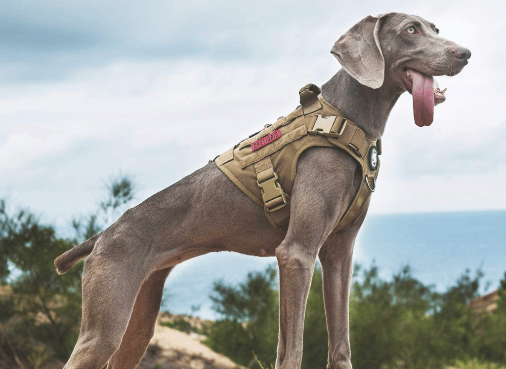 Tactical Dog Harness: Get Ready for the Adventure with Your Pup