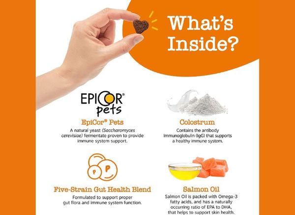 Allergy Supplements for Dogs That Can Help!